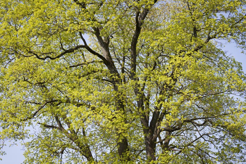 Beautiful Maple Tree in Spring Stock Photo - Image of fresh ...