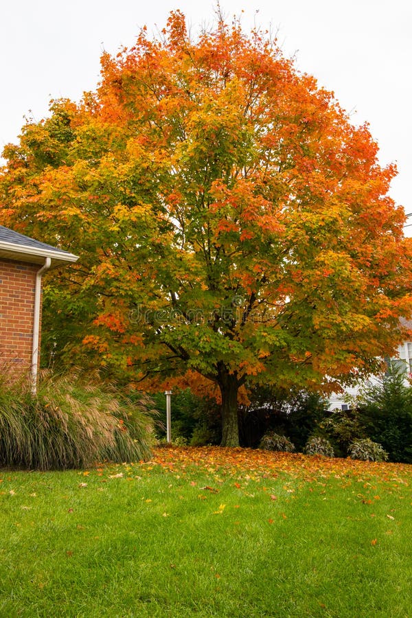 Beautiful Maple Tree in Town, Autumn Landscape Stock Photo - Image of ...