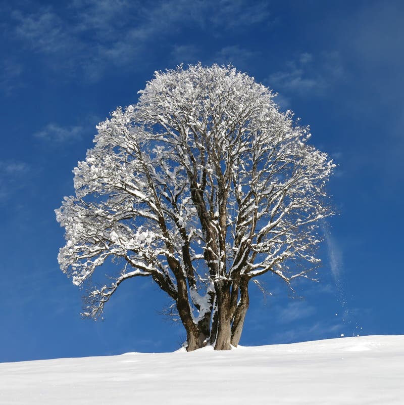 Beautiful maple tree stock photo. Image of bright, outdoors - 49258038