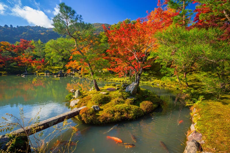Beautiful Maple Trees in Autumn, Japan Stock Photo - Image of japan ...