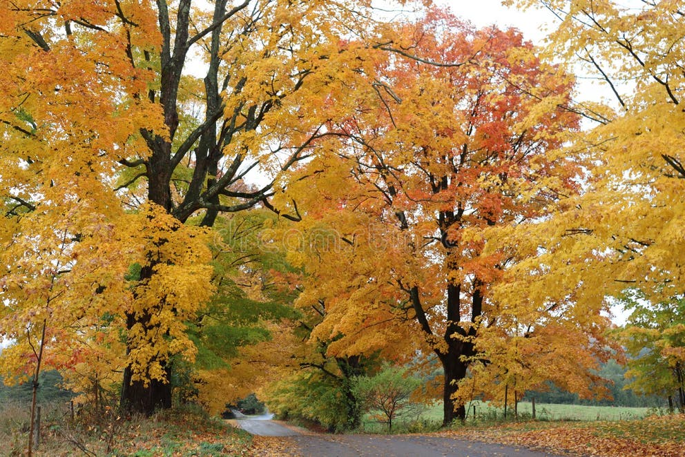 Beautiful maple trees stock photo. Image of maple, forest - 261163754