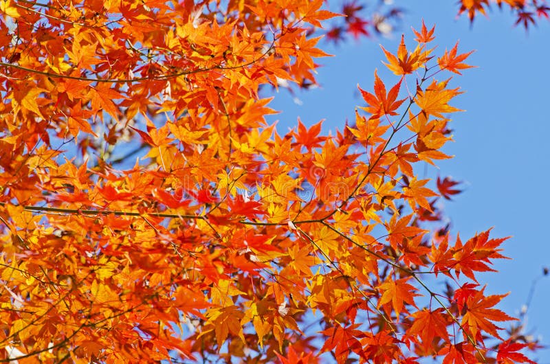 Beautiful Maple. stock photo. Image of naturre, maple - 36679462