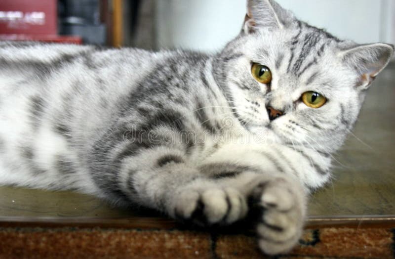 Scottish straight cat stock photo. Image of beauty, happy - 193845088