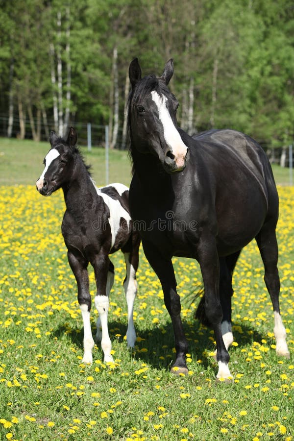 Beautiful Mare with Little Foal on Spring Pasturage Stock Image - Image ...