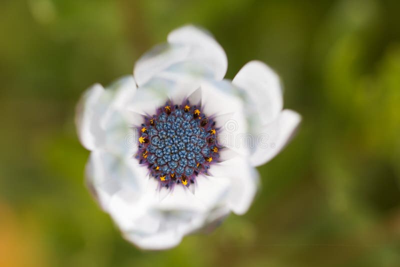 Beautiful Marguerite stock image. Image of color, beauty - 16340729