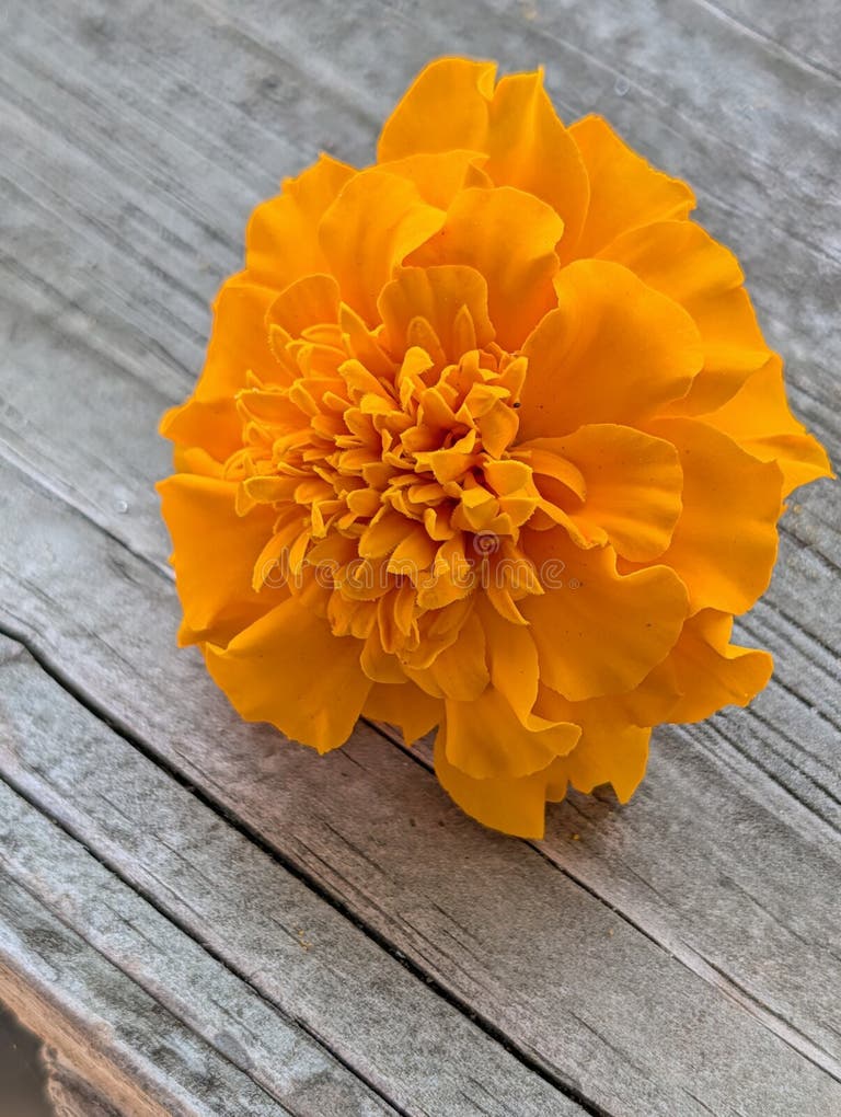 374 Beautiful Marigold Board Stock Photos - Free & Royalty-Free Stock ...
