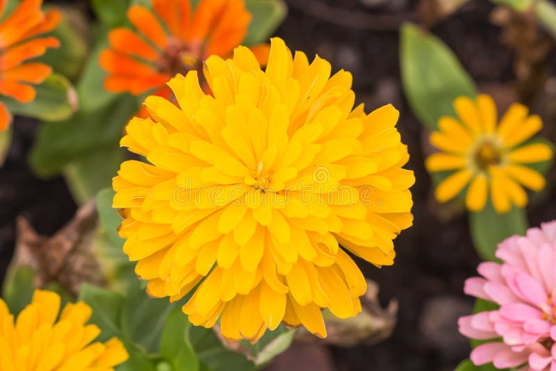 267 Baby Marigold Stock Photos - Free & Royalty-Free Stock Photos from ...