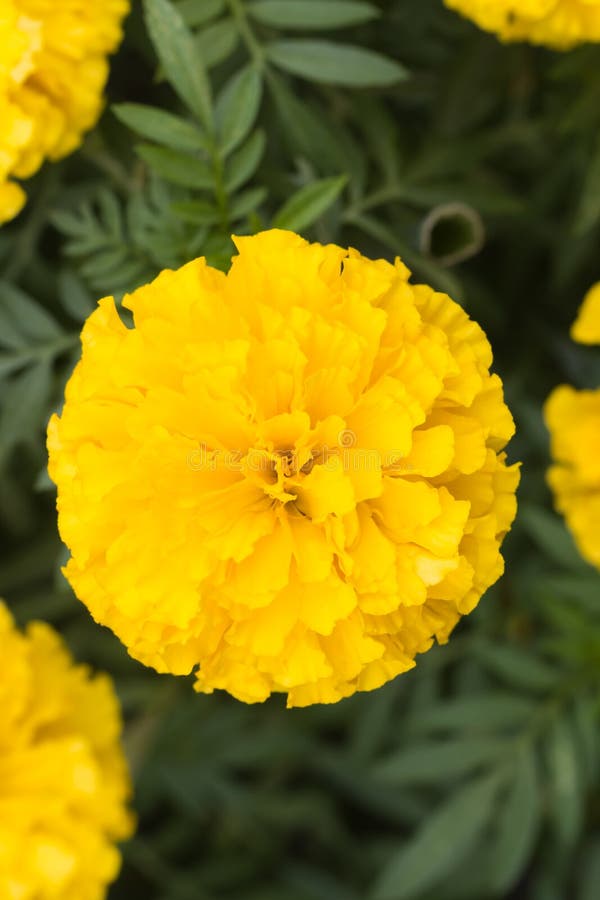 267 Baby Marigold Stock Photos - Free & Royalty-Free Stock Photos from ...