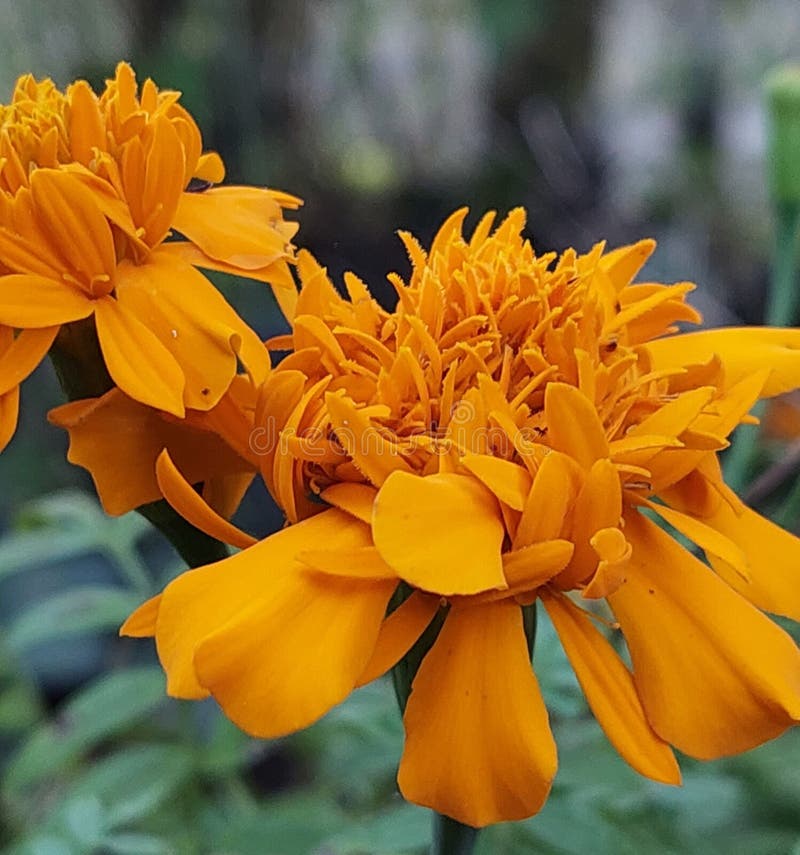 Beautiful marigold flower stock photo. Image of nice - 279229536
