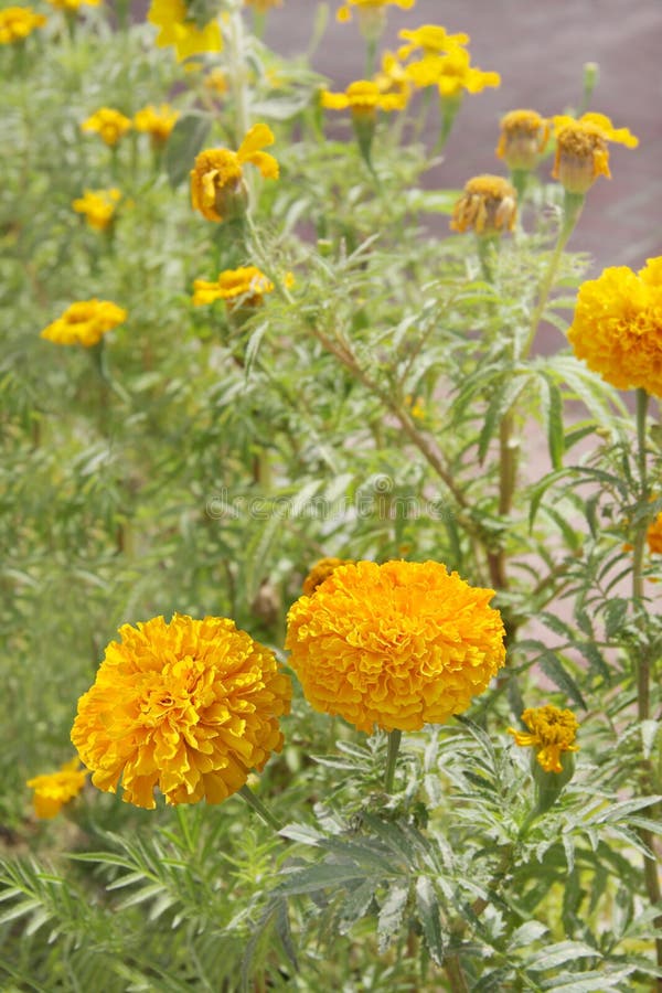 Beautiful Marigold Flowers at Shallow DOF Stock Photo - Image of ...