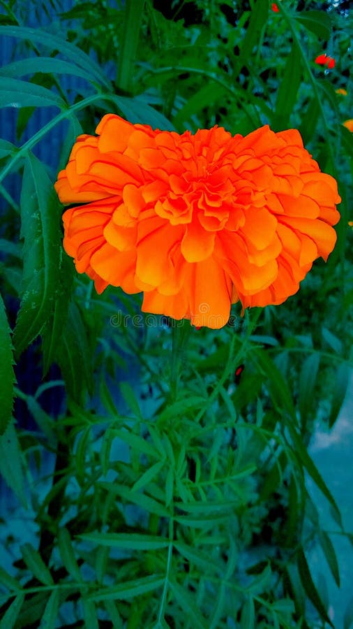 Beautiful marigold Flowers stock photo. Image of flowers - 169347498