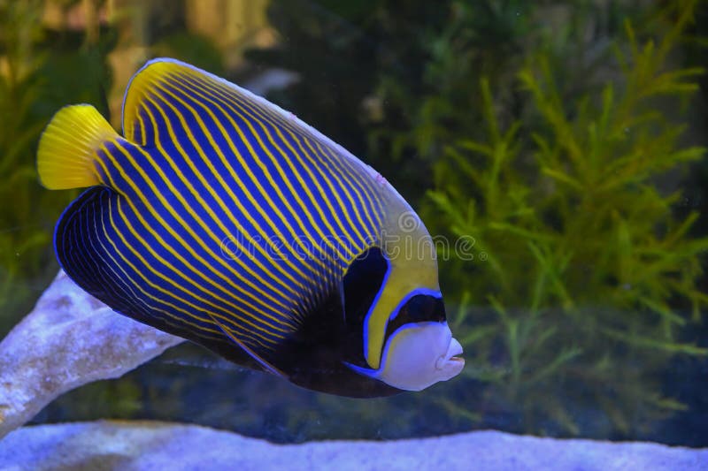 Beautiful Marine Angelfish Fish Stock Image - Image of pomacanthus ...