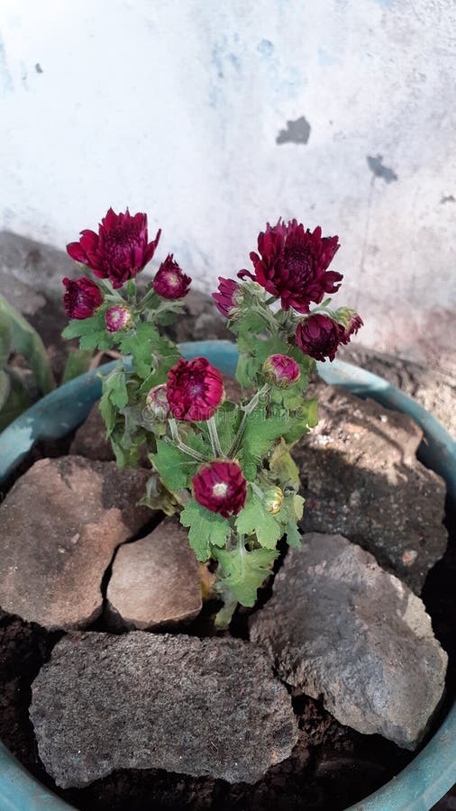 Maroon Chrysanthemum Mums Aster Flowers, Crysanths Stock Photo - Image ...