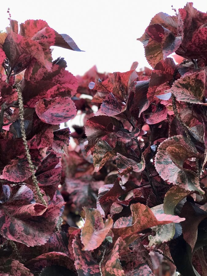 Beautiful Maroon flower stock photo. Image of beautiful - 240012844