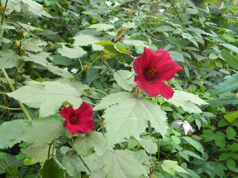 Beautiful Maroon Bells stock photo. Image of north, mount - 16939528