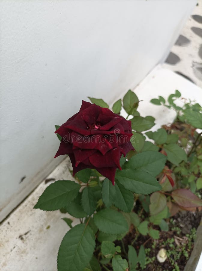 Beautiful Maroon rose stock image. Image of flower, pink - 265641403