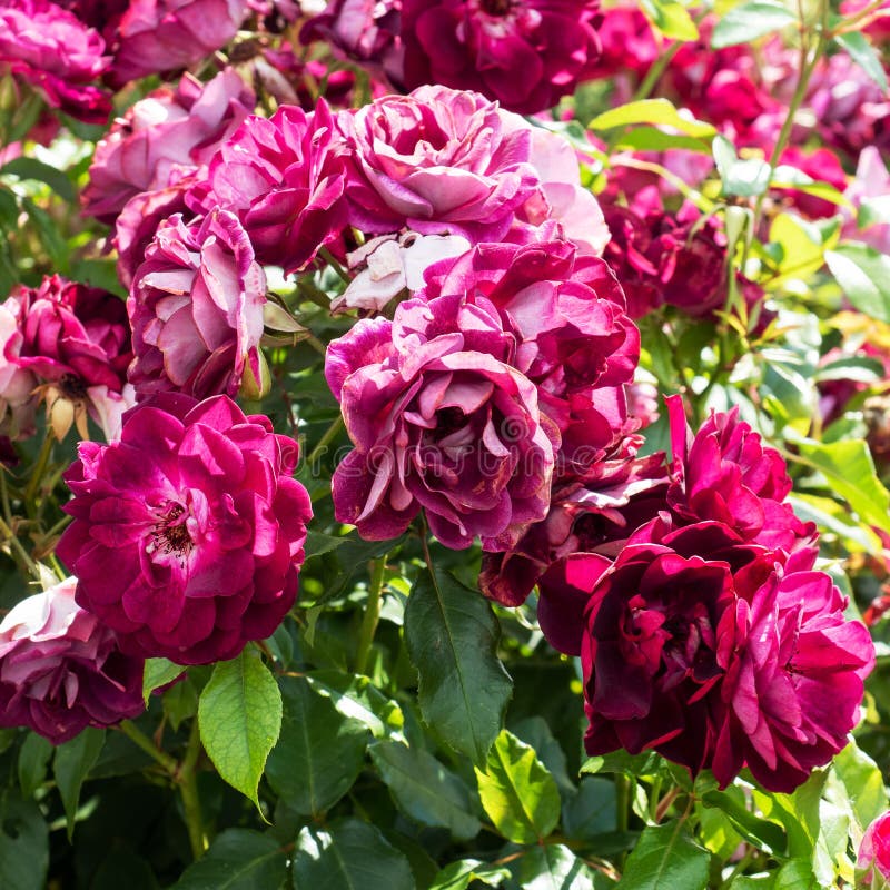 3,897 Maroon Rose Stock Photos - Free & Royalty-Free Stock Photos from ...