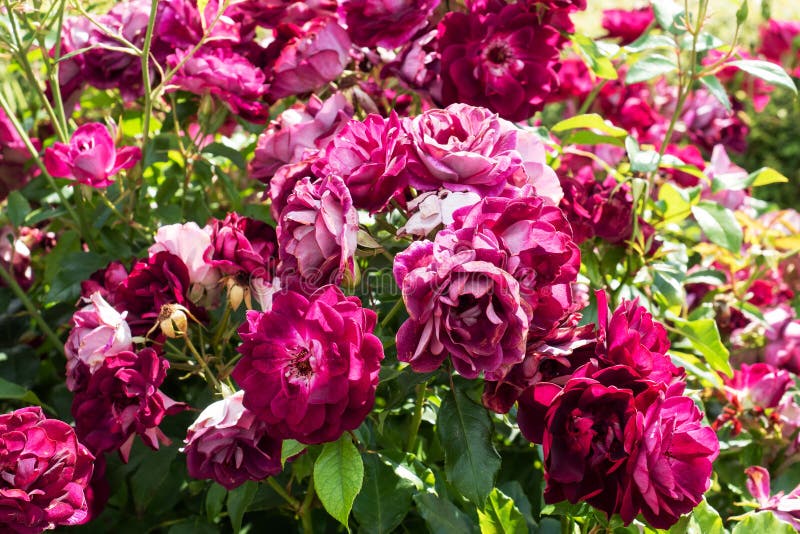 A Beautiful Maroon Rose Bush Grows in the Garden. Stock Image - Image ...