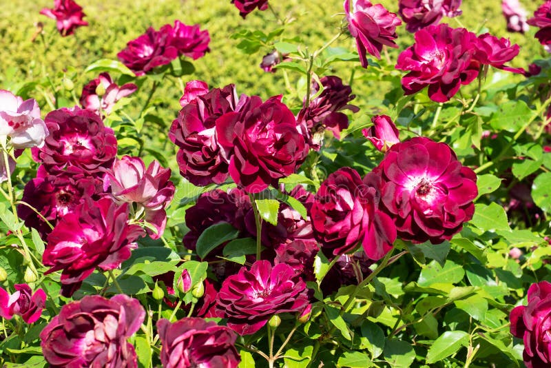 A Beautiful Maroon Rose Bush Grows in the Garden. Stock Image - Image ...