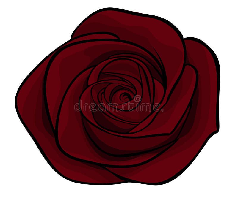 Beautiful Maroon Roses Alone Stock Vector - Illustration of petal ...