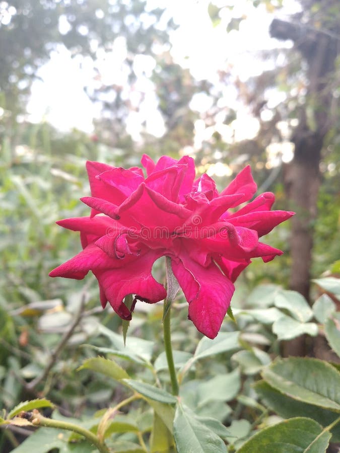 Beautiful Maroon Roses from Asia Stock Image - Image of maroon, rose ...