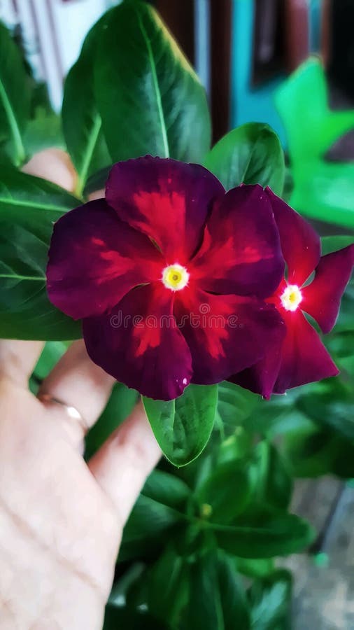 Beautiful Maroon Vinca Flower Stock Photo - Image of plant, petal ...