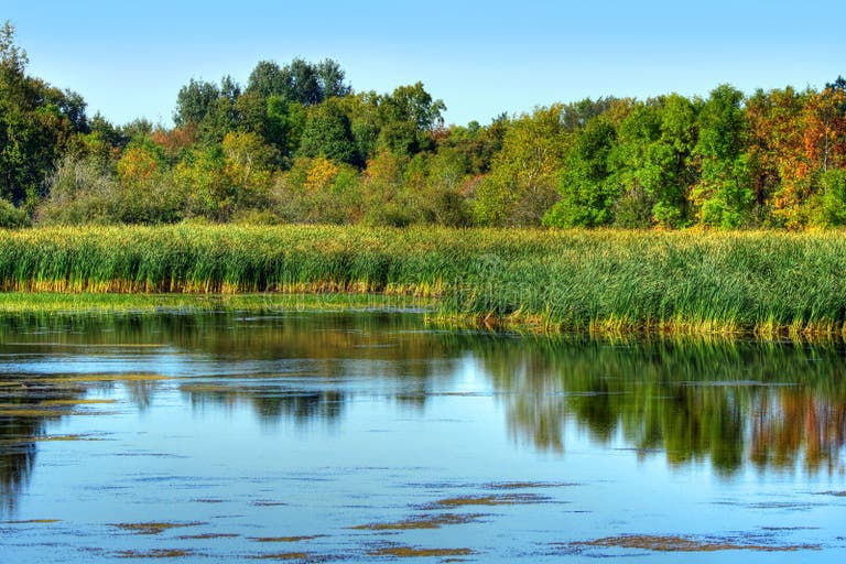 Beautiful marsh stock photo. Image of freshwater, fall - 51155814