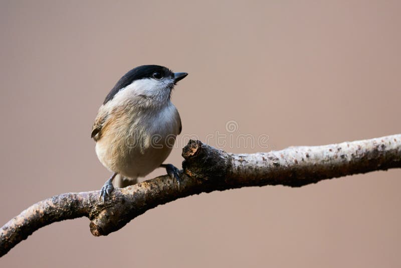 Titmouse Or Marsh Tit Poecile/Parus Palustris Wildlife Bird Stock Photo ...
