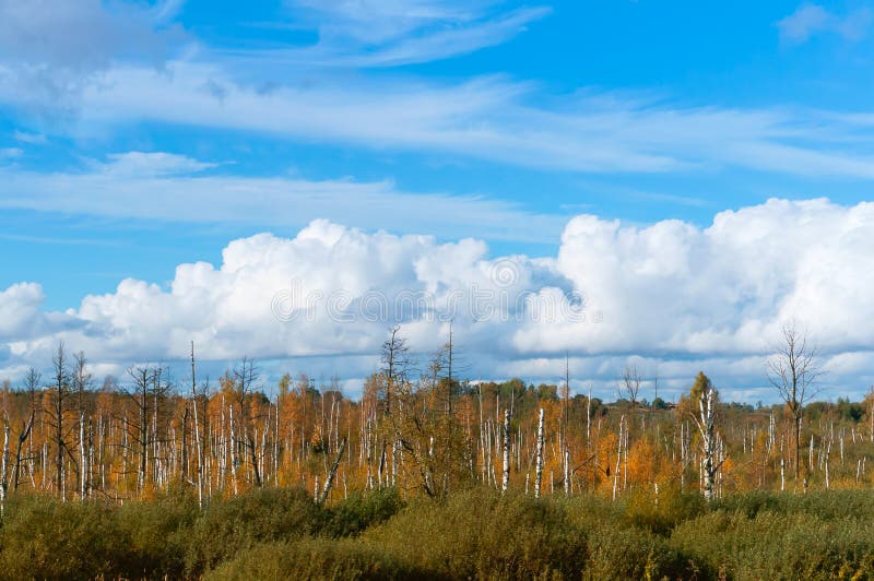 Beautiful Marshland, Withered Tree Trunks in the Swamp Stock Photo ...