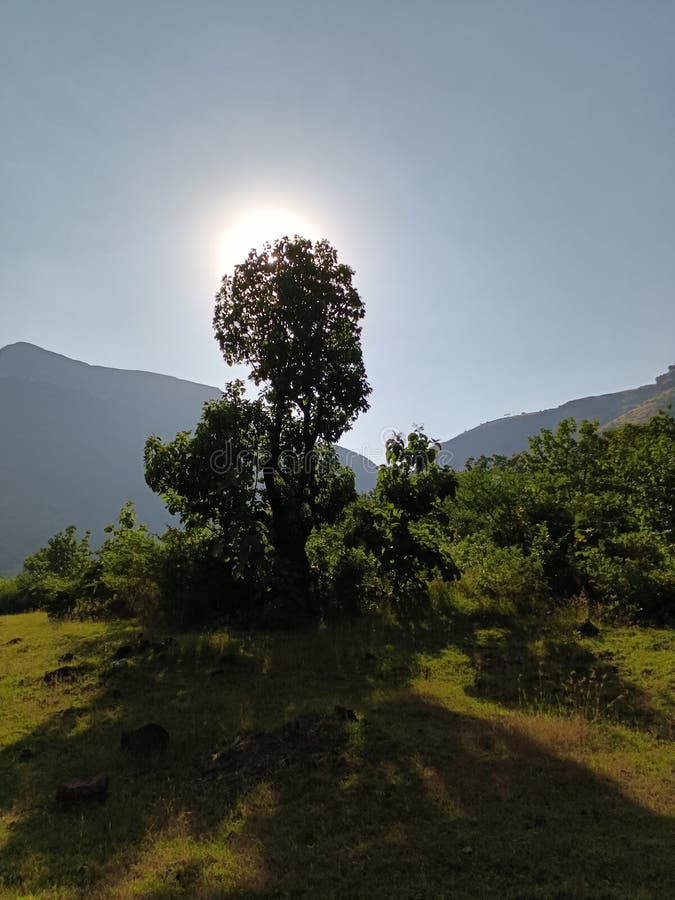 Mautan Forest Stock Photos - Free & Royalty-Free Stock Photos from ...