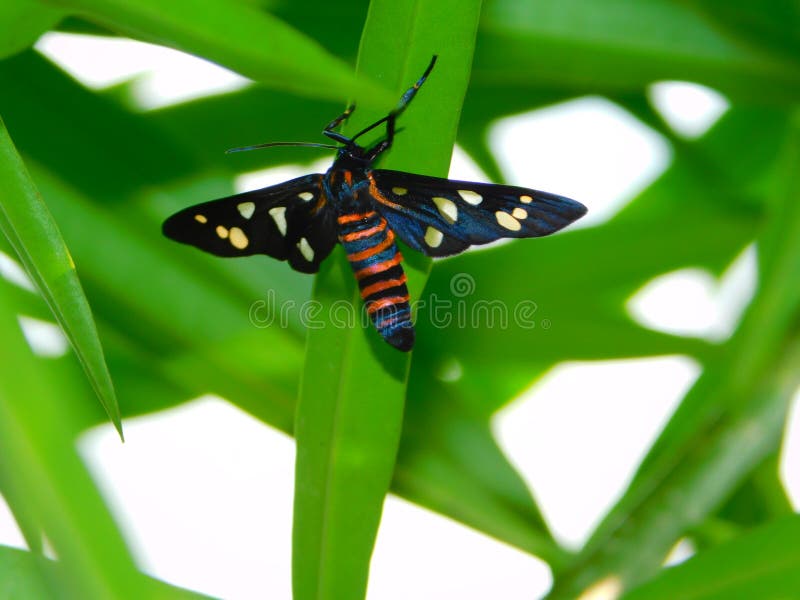 Mauth Stock Photos - Free & Royalty-Free Stock Photos from Dreamstime