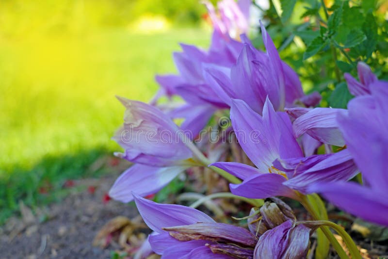 Beautiful mauve magnolia stock photo. Image of petals - 69674716