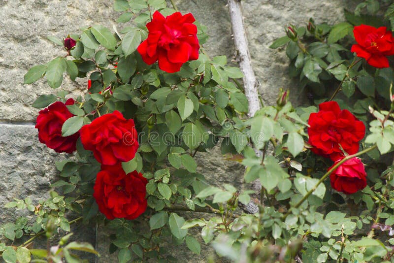 Beautiful May flowers stock image. Image of closeup - 117553261