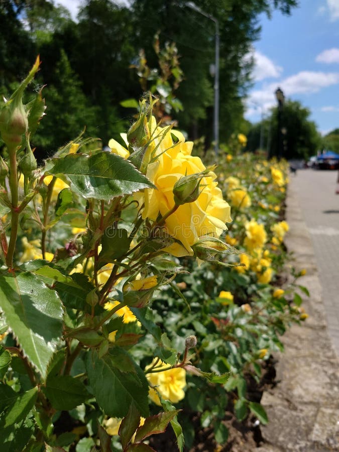 Beautiful May Roses Park Walking Stock Image - Image of park, walking ...
