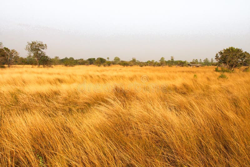 Beautiful meadow stock photo. Image of stem, grass, scene - 37870128