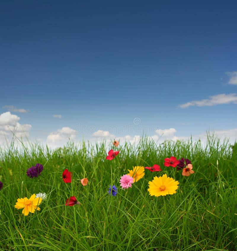 Beautiful Meadow with Flowers Stock Image - Image of land, background ...