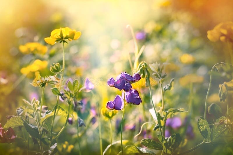 Beautiful meadow flowers stock image. Image of flora - 43162713