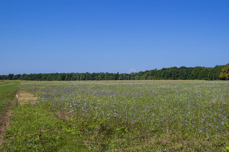 Horizontal Summer Background of Forest and Meadow Stock Photo - Image ...