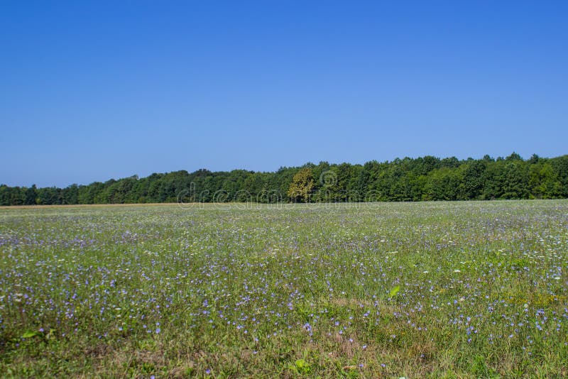 Horizontal Summer Background of Forest and Meadow Stock Photo - Image ...