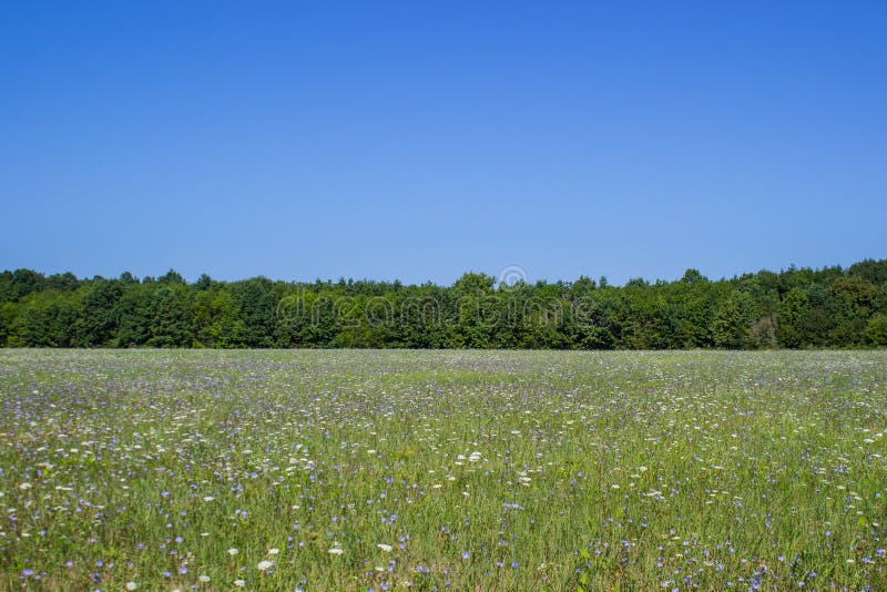 Horizontal Summer Background of Forest and Meadow Stock Photo - Image ...