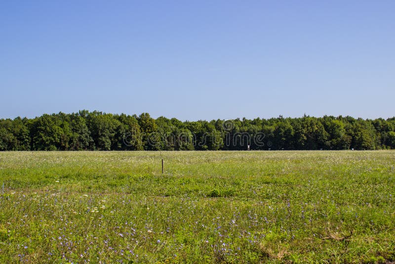 Horizontal Summer Background of Forest and Meadow Stock Image - Image ...