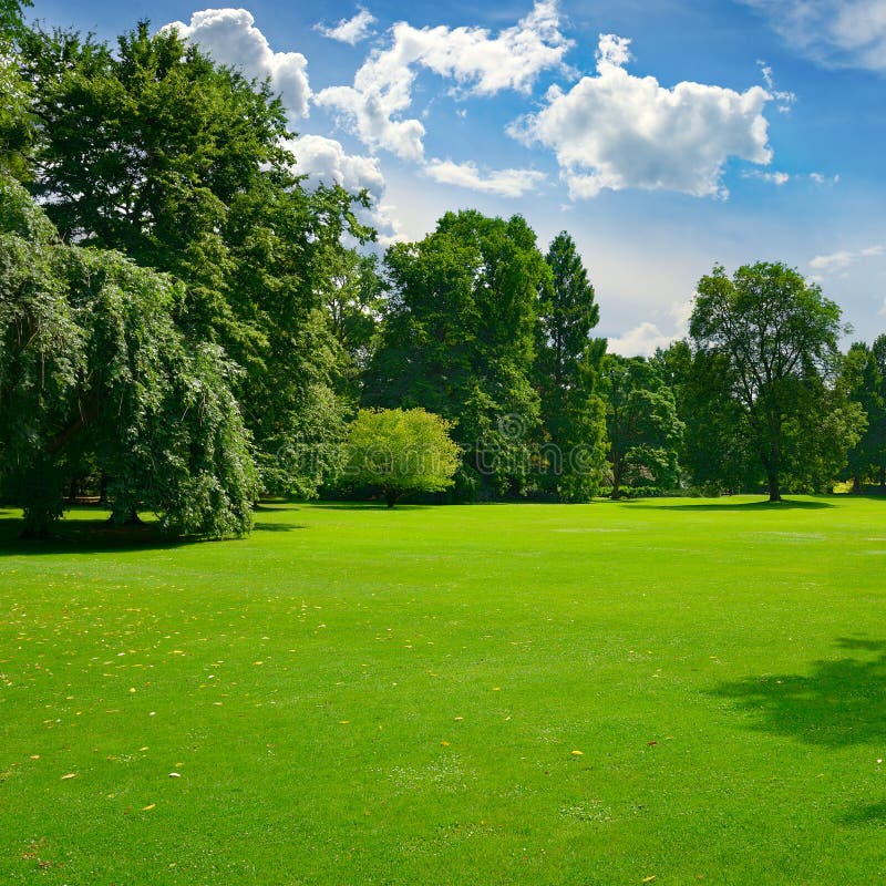 Beautiful Meadow with Green Grass in Public Park Stock Photo - Image of ...