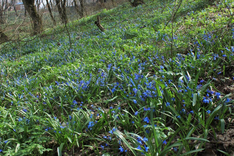 Beautiful Meadow of Hyacinth in Spring in the Forest Stock Photo ...