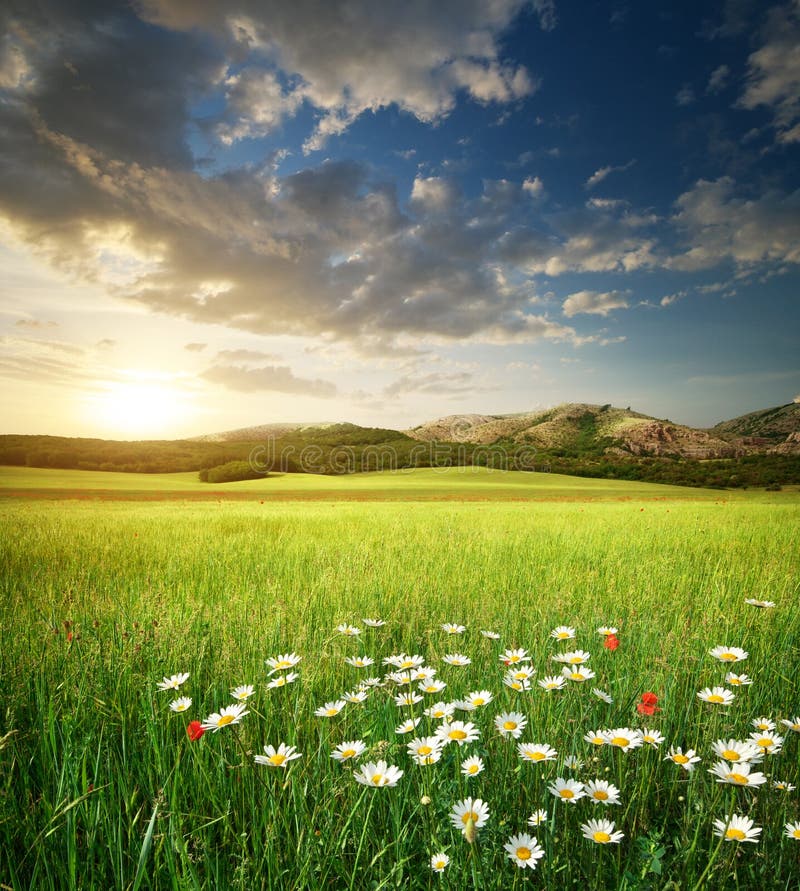 Beautiful meadow landscape stock photo. Image of blue - 61891672