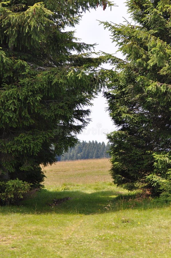 Fir trees stock image. Image of floret, landscape, annual - 120570045