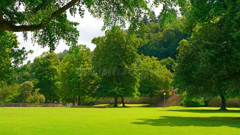 Beautiful meadow stock image. Image of clearing, beautiful - 44569051