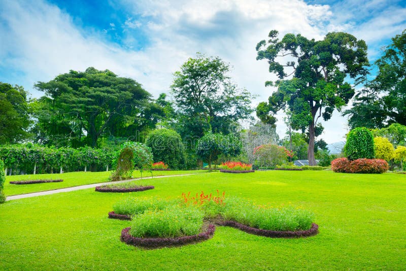 Beautiful meadow in park stock photo. Image of floral - 84892594