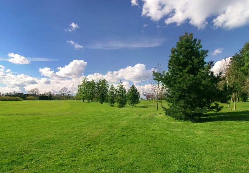 Beautiful Meadow with a Pine Tree Stock Image - Image of heavens, hobby ...