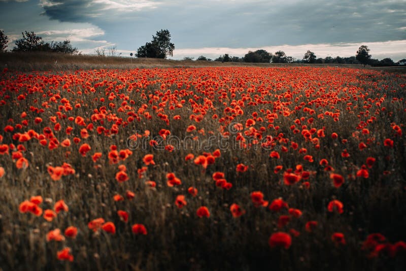 Beautiful Meadow with Red Poppies Stock Photo - Image of meadow, spring ...