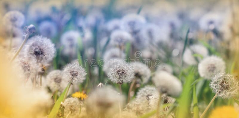 Spring Dandelion in Grass stock photo. Image of daisy - 47998398